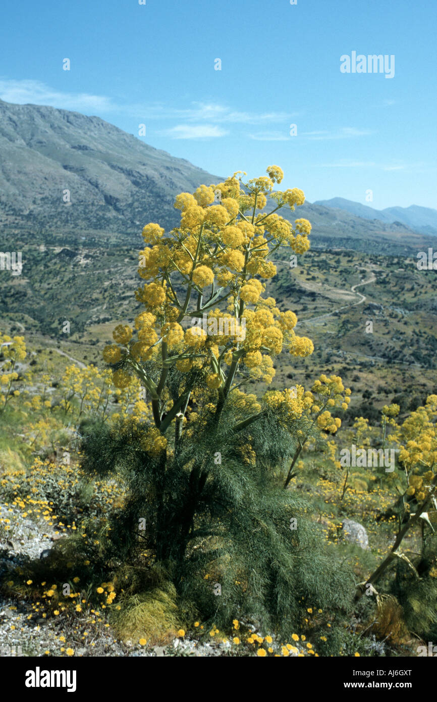 Blooming ferula plants hi-res stock photography and images - Alamy