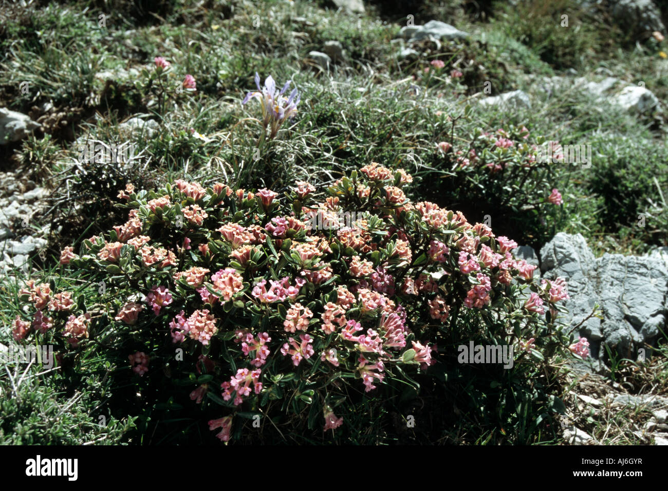 Daphne sericea (Daphne sericea), blooming, Greece, Creta Stock Photo ...