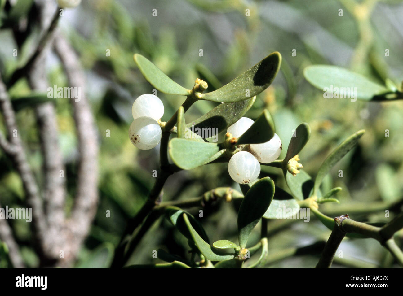 European mistletoe flowers viscum album hi-res stock photography and ...