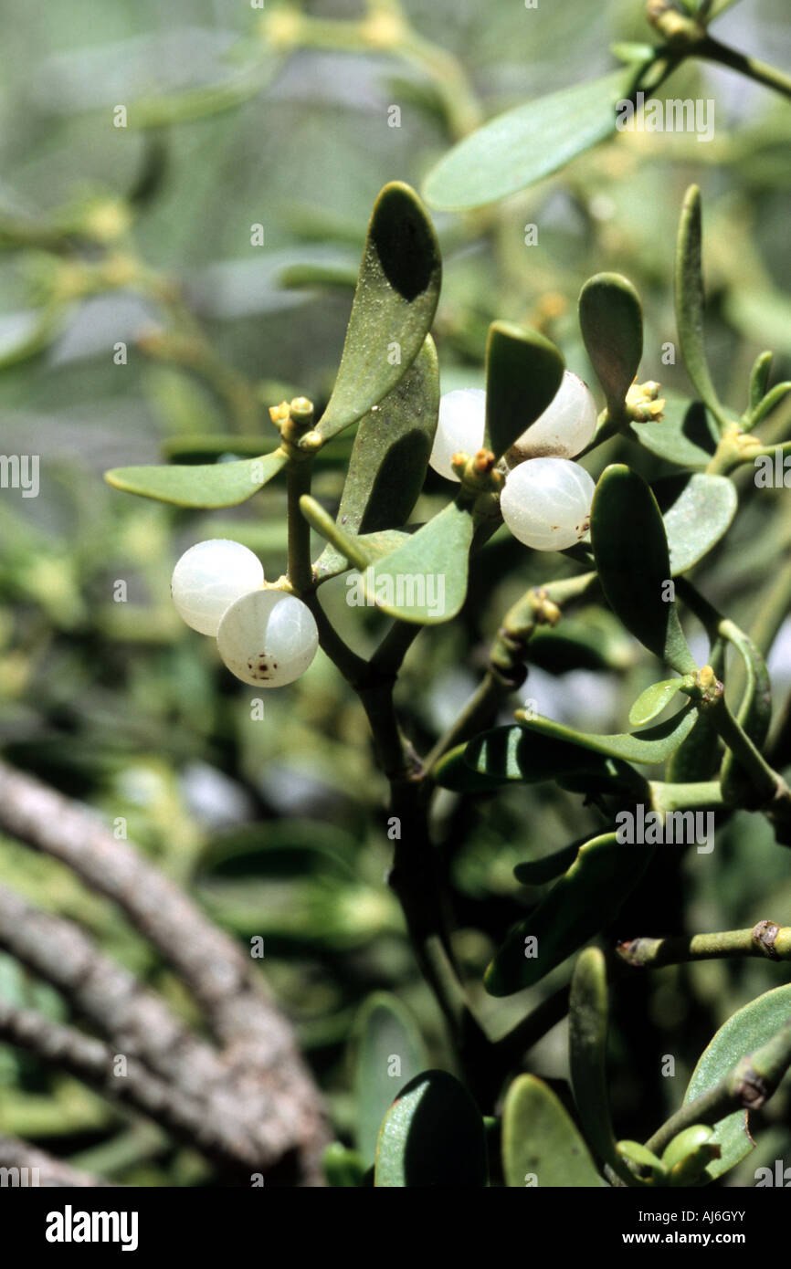 Drug christmas island hi-res stock photography and images - Alamy