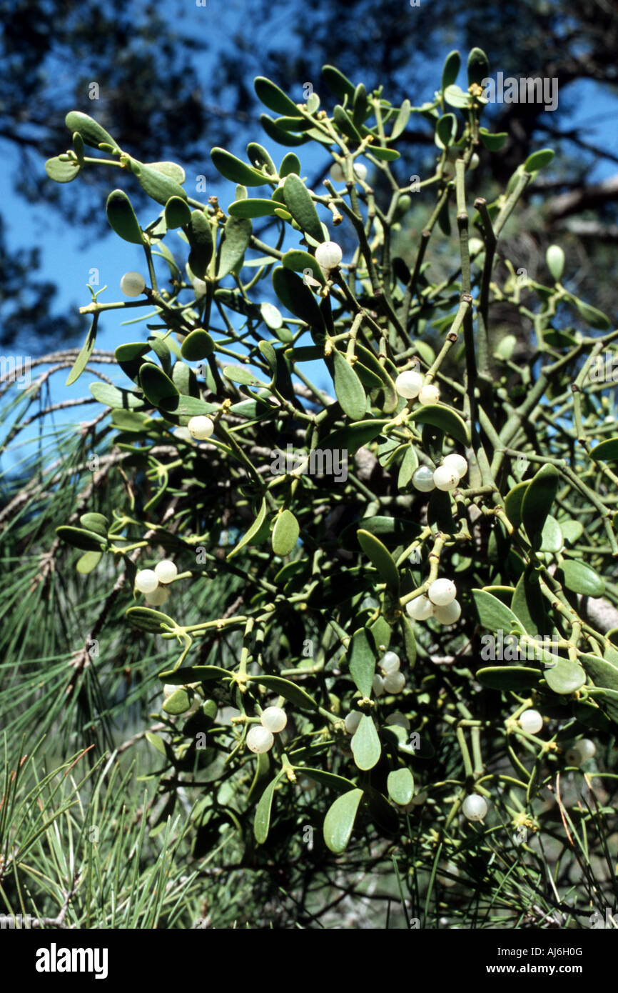 Drug Christmas Island High Resolution Stock Photography and Images - Alamy