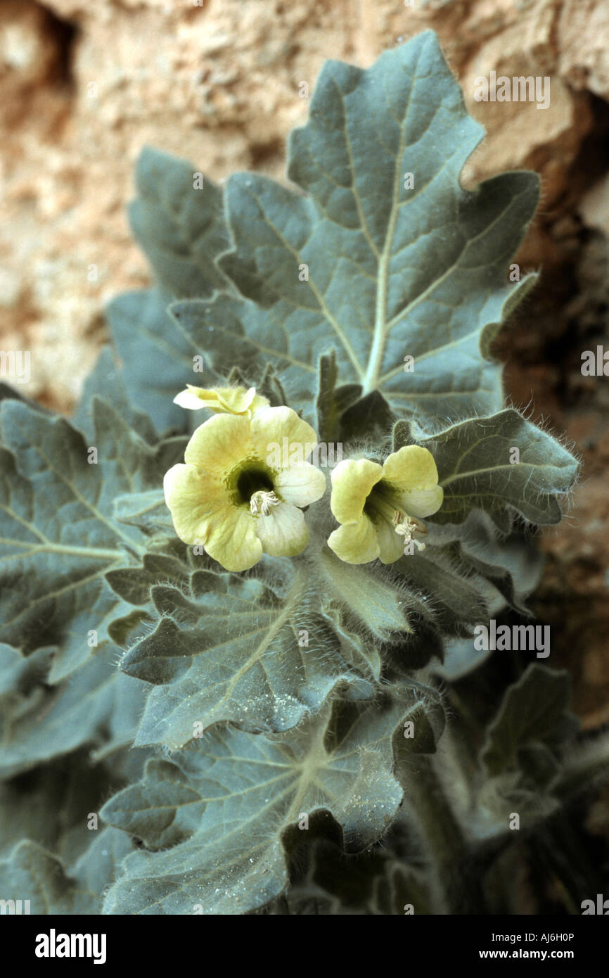 Russian henbane hi-res stock photography and images - Alamy