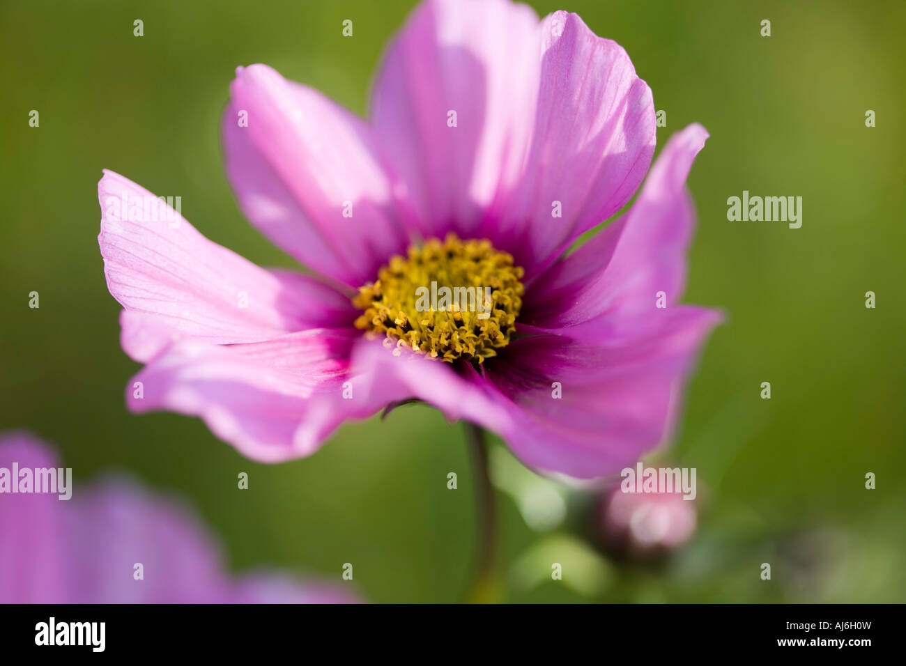 Artistic cosmos hi-res stock photography and images - Alamy