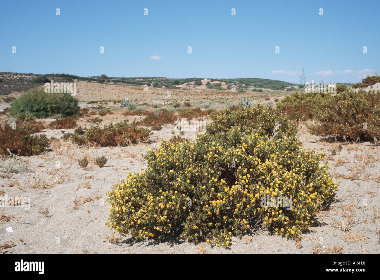 Spanish restharrow (Ononis hispanica), at the sea, Greece, Creta Stock ...