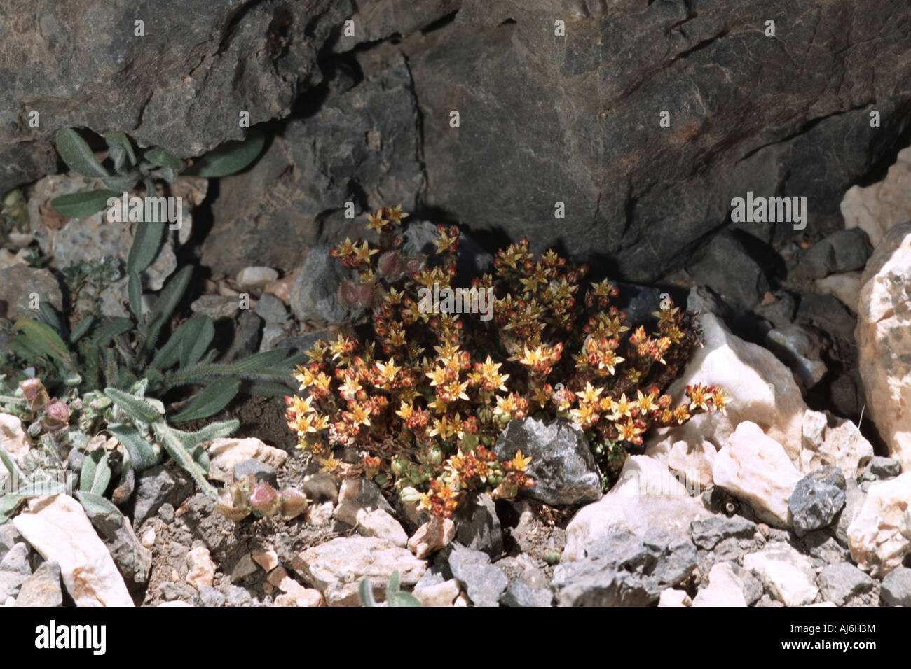 Sedum laconicum hi-res stock photography and images - Alamy