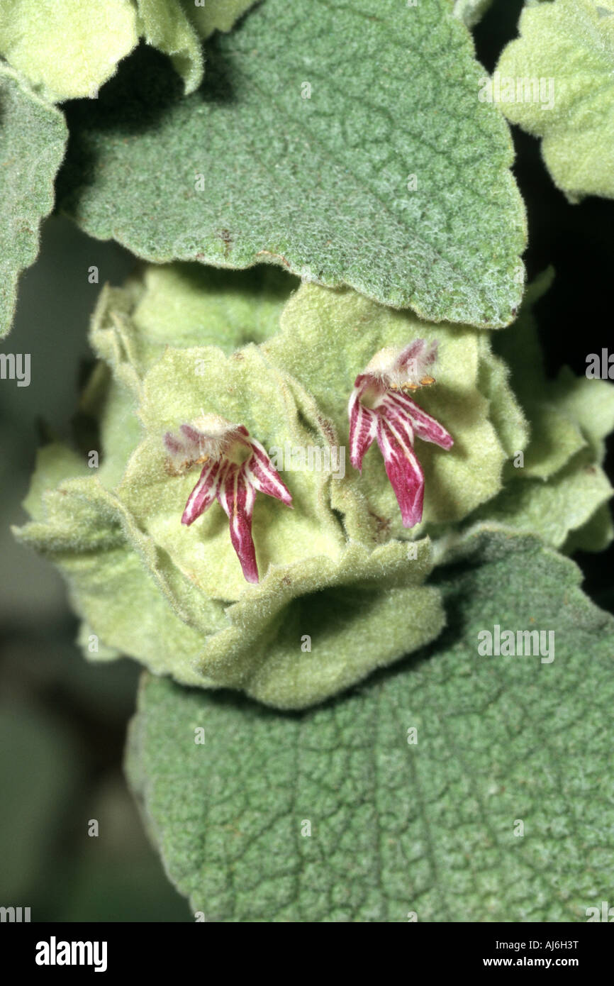 Horehound ballota acetabulosa hi-res stock photography and images - Alamy