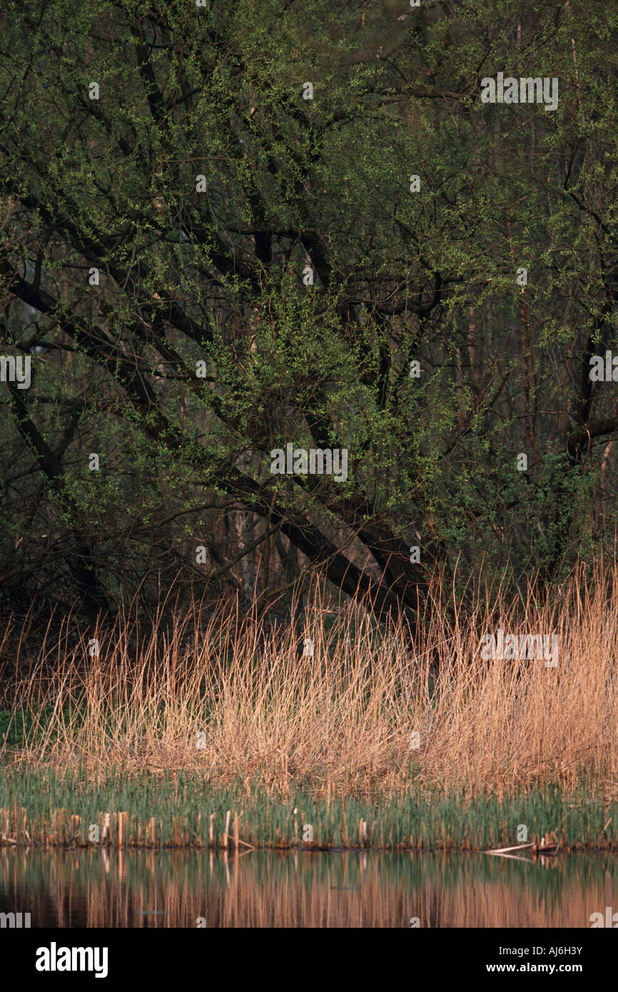 crack willow (Salix fragilis), tree at a river Stock Photo - Alamy