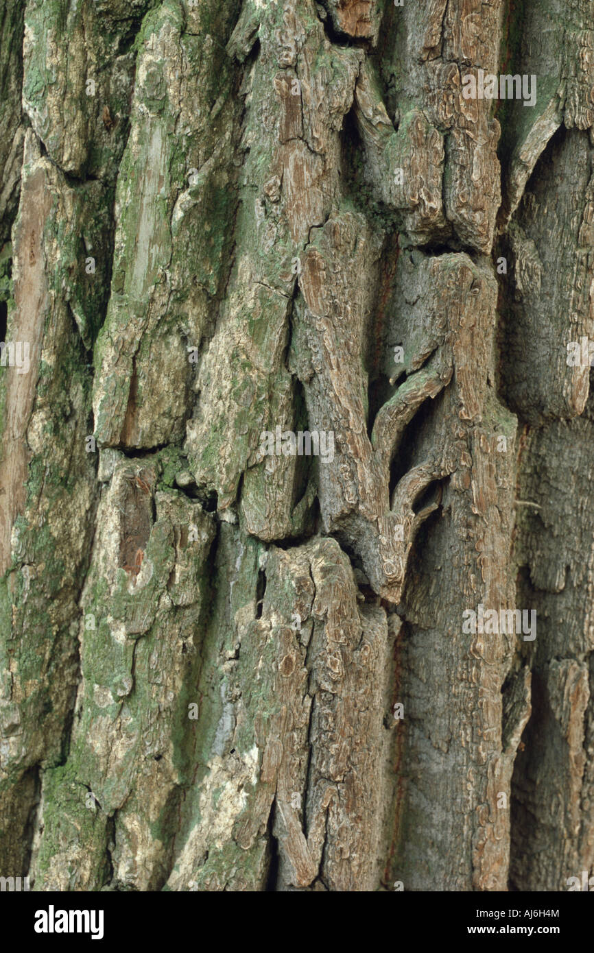 white willow (Salix alba), bark Stock Photo - Alamy