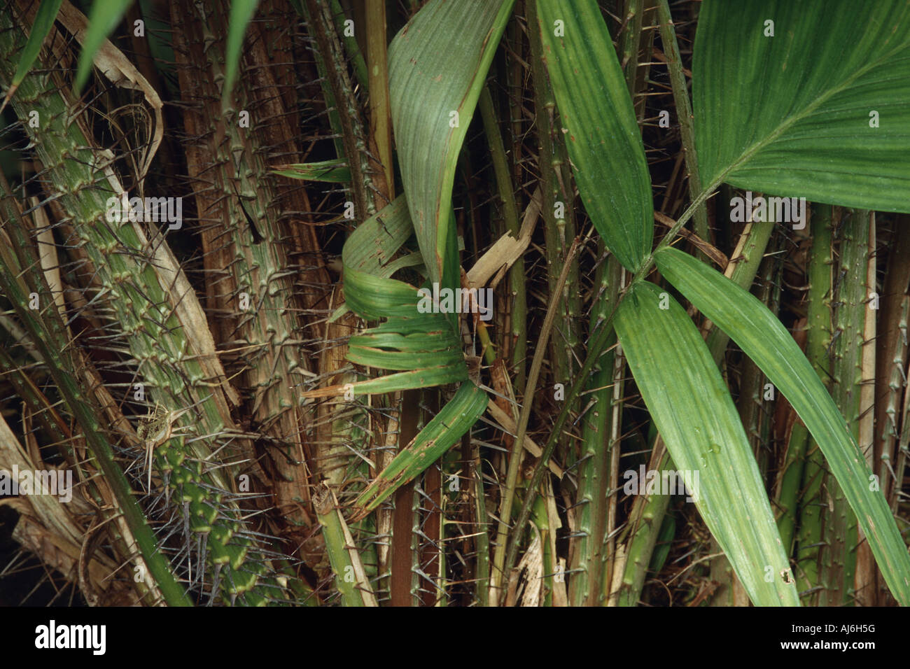 Salacca edulis hi-res stock photography and images - Alamy
