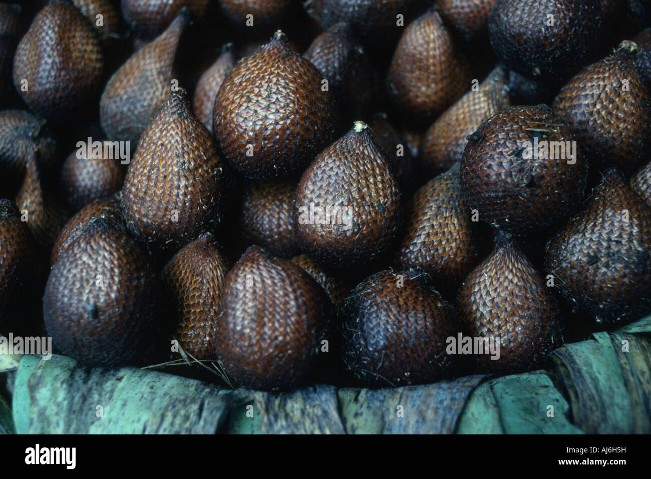 Salacca edulis hi-res stock photography and images - Alamy