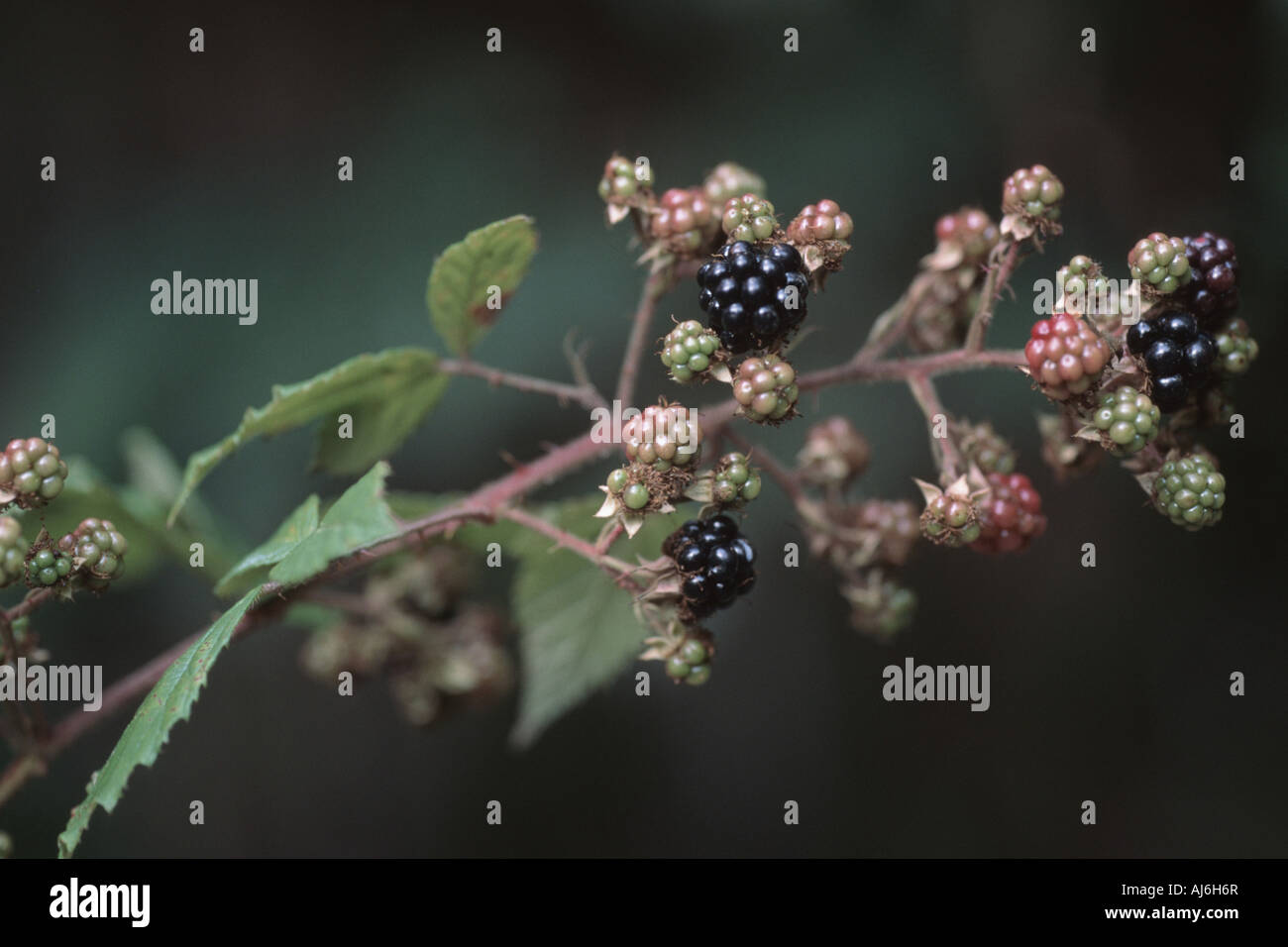shrubby blackberry (Rubus fruticosus agg.), infructescence Stock Photo ...
