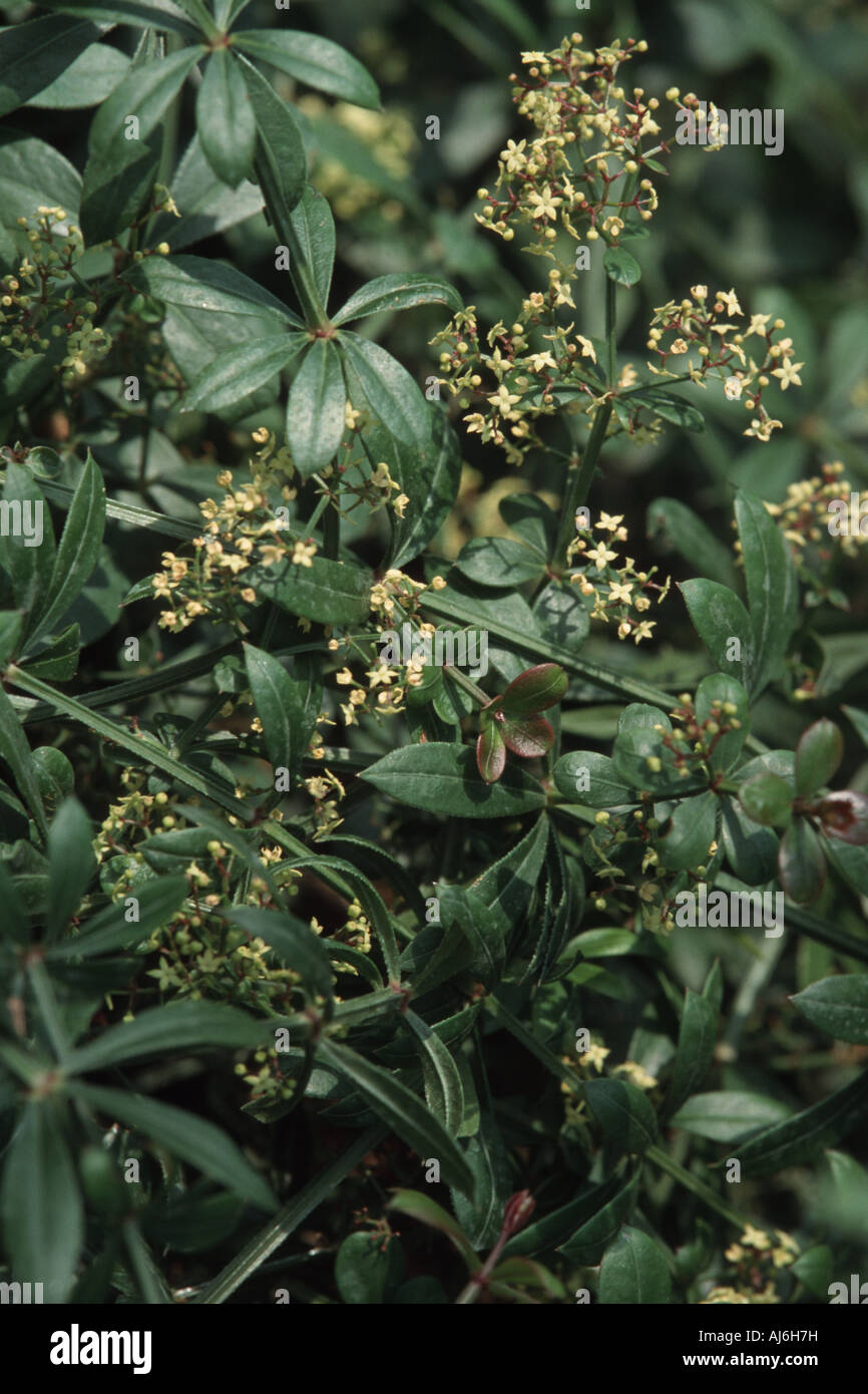 wild madder (Rubia peregrina), blooming Stock Photo - Alamy