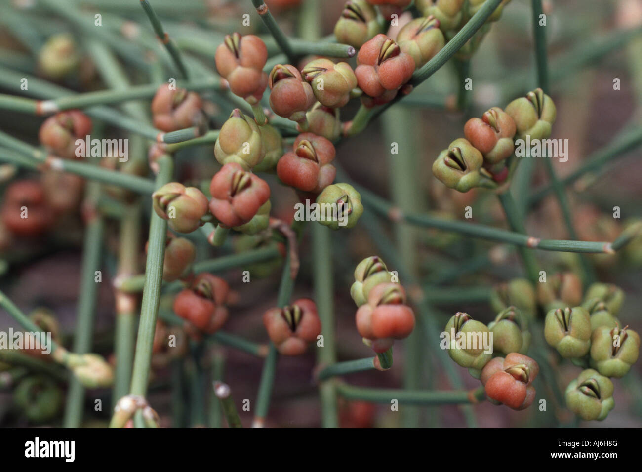 Ephedra plant hi-res stock photography and images - Alamy