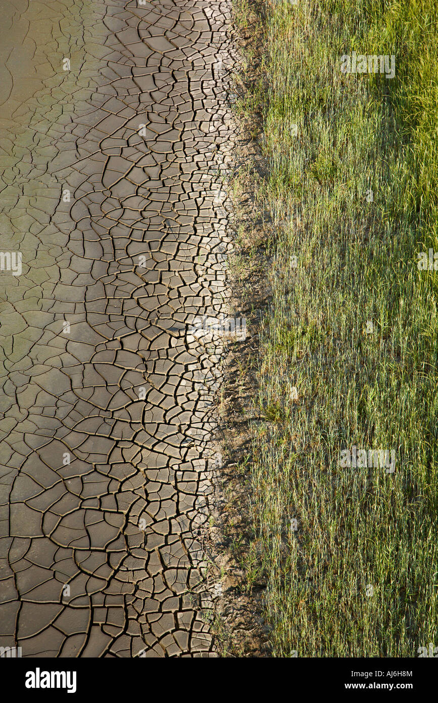 Marsh land with grasses and drying cracked mud Stock Photo - Alamy