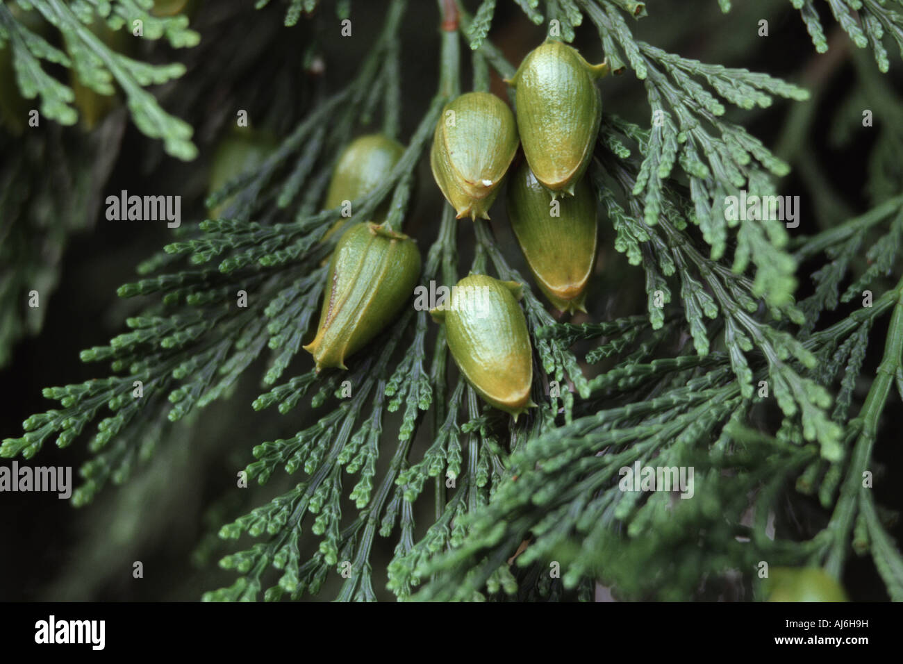 incense cedar, Californian white cedar (Calocedrus decurrens), cones ...