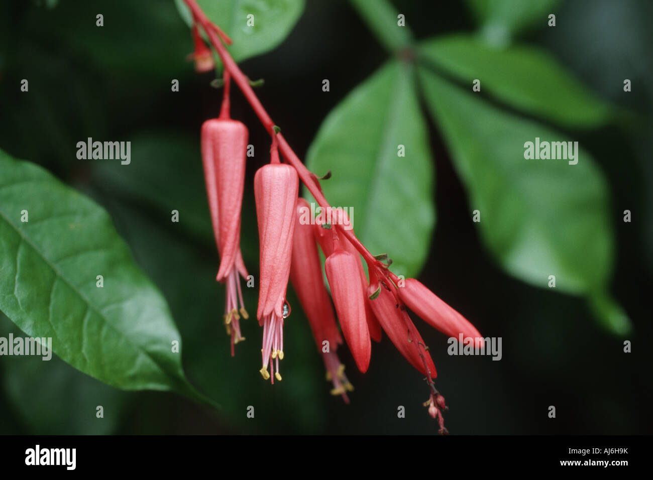 Quassia High Resolution Stock Photography and Images - Alamy