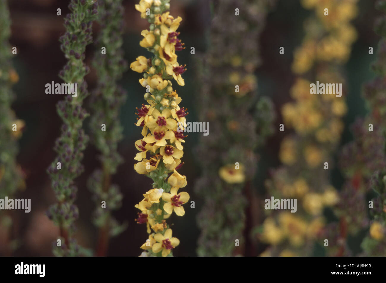 black mullein (Verbascum nigrum), blooming Stock Photo - Alamy