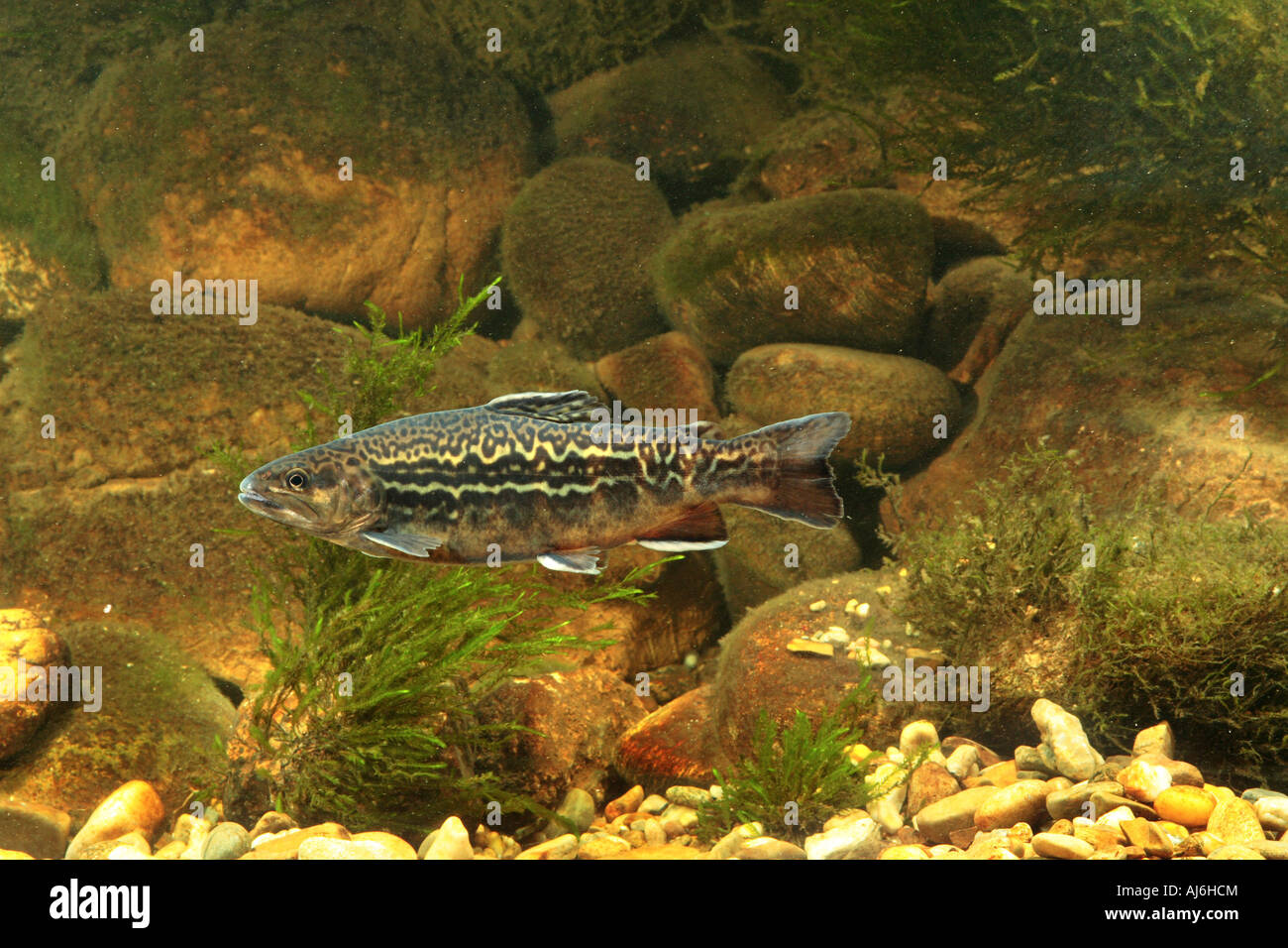 tiger fish, hybrid between common trout and brook trout, male Stock ...