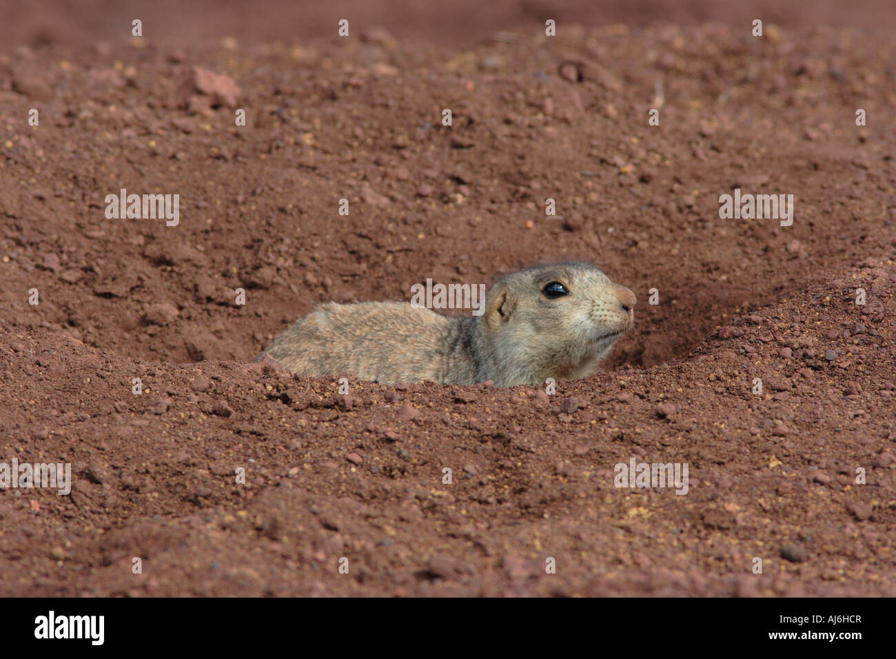Mexican prairie dog (Cynomys mexicanus), in front of den, USA, Arizona ...