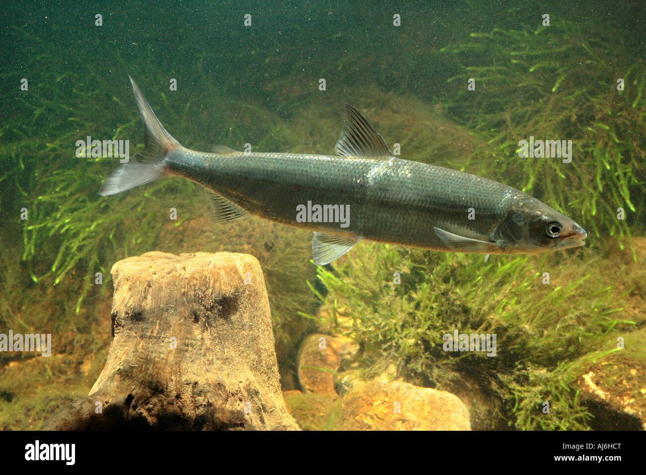 Coregonus pollan hi-res stock photography and images - Alamy