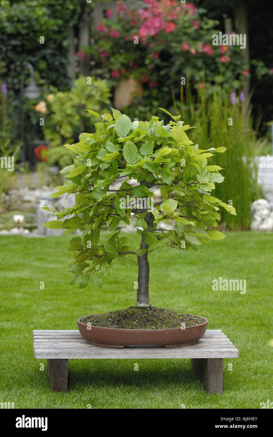 common hornbeam, European hornbeam (Carpinus betulus), bonsai-hornbeam ... common hornbeam, European hornbeam (Carpinus betulus), bonsai-hornbeam ...