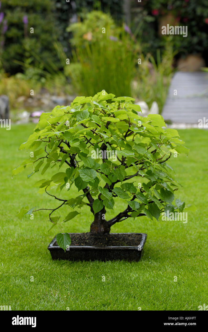 small-leaved lime, littleleaf linden, little-leaf linden (Tilia cordata ...