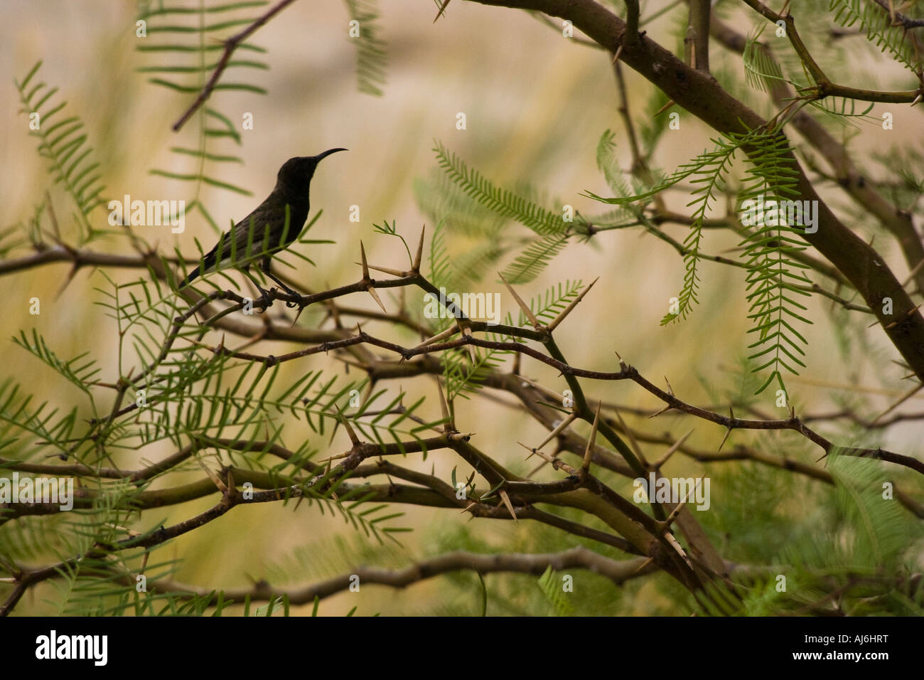 Sunbird pose hi-res stock photography and images - Alamy