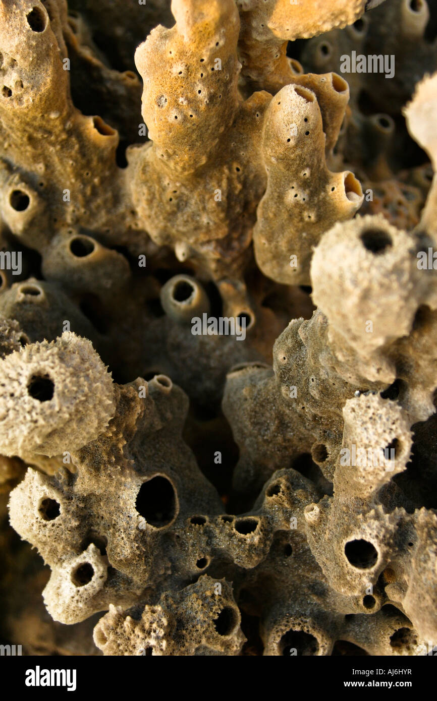 An aerial view of a washed up sponge Stock Photo - Alamy