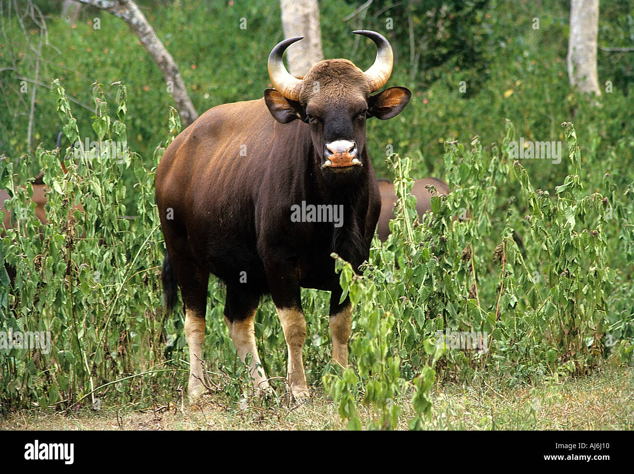 SNA71897 Gaur Indian bison Bos gaurus Bandipur wildlife sanctuary ...