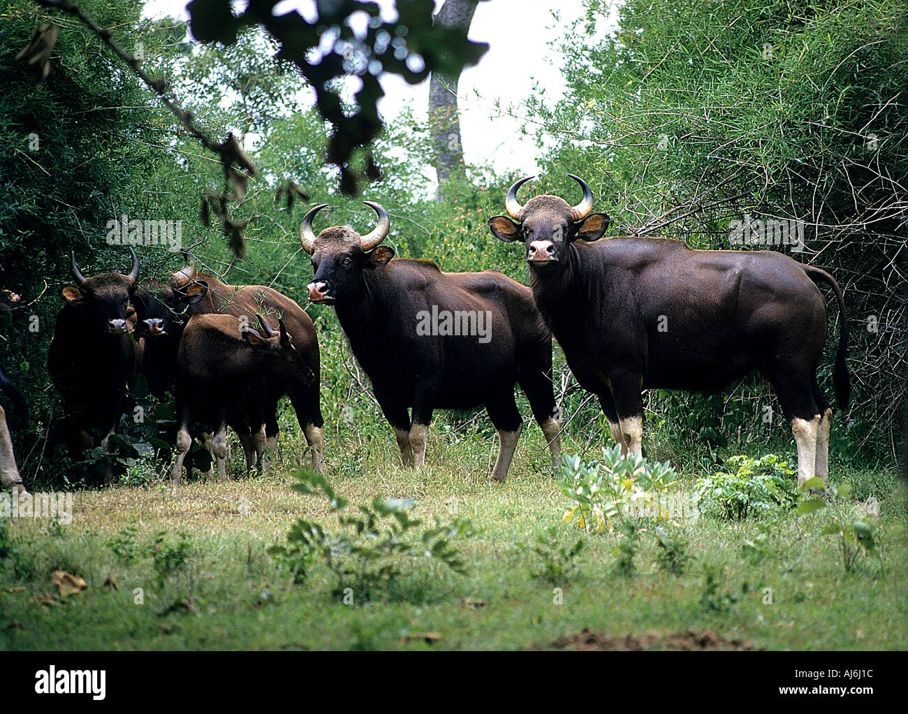 Gaur or Indian Bison Bos gaurus Bandipur wildlife sanctuary Karnataka ...