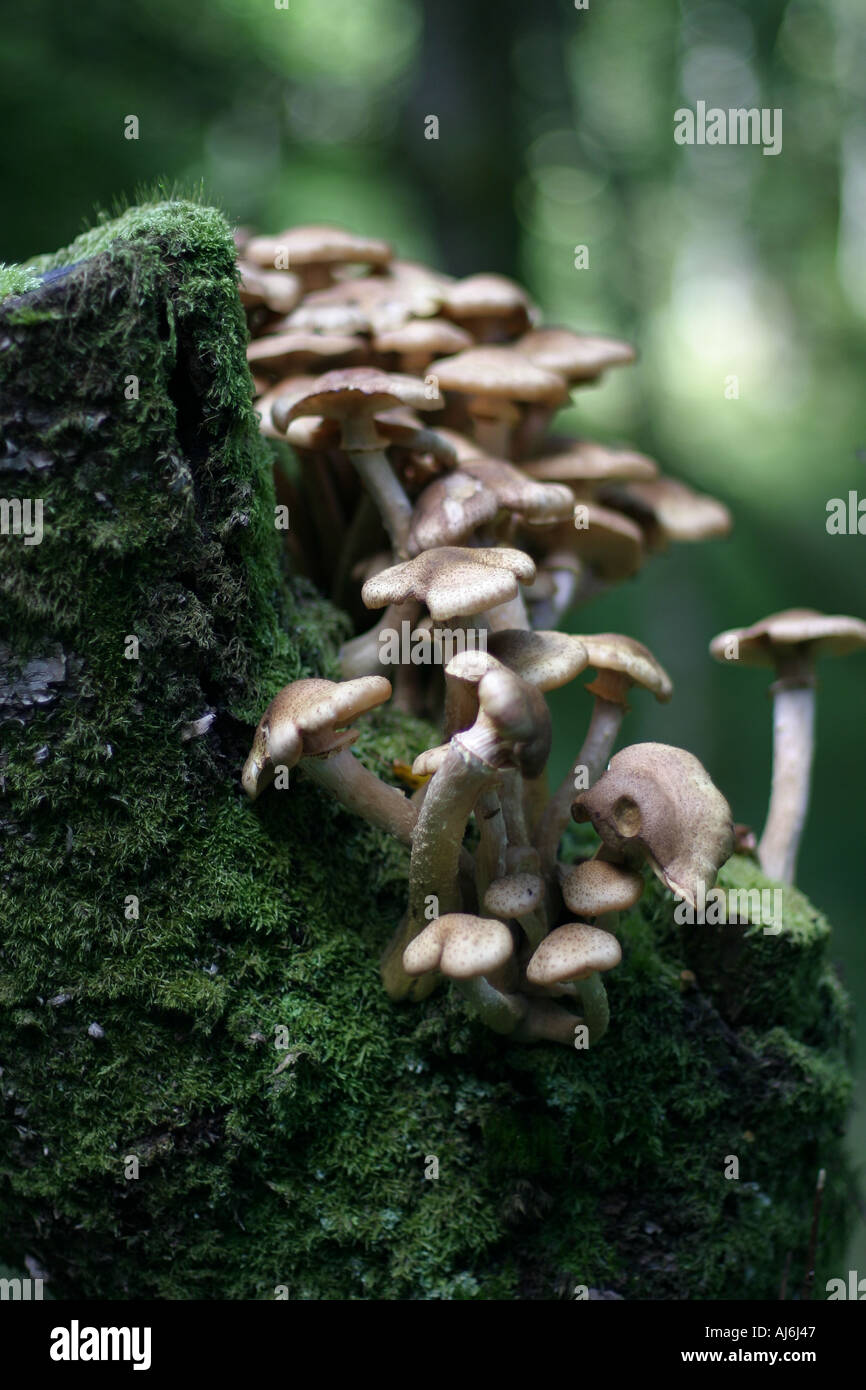 Toadstool growing on Tree stump Stock Photo - Alamy