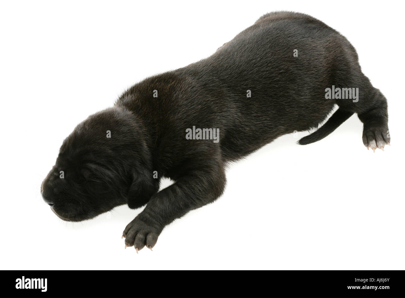 Black five day old great dane puppy Cut Out Stock Images & Pictures - Alamy