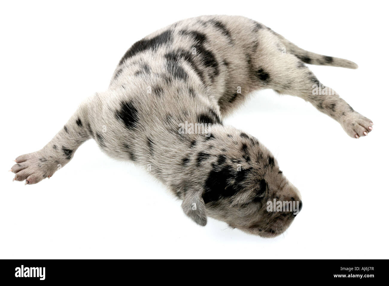Five Day Old Great Dane Puppy Stock Photo - Alamy