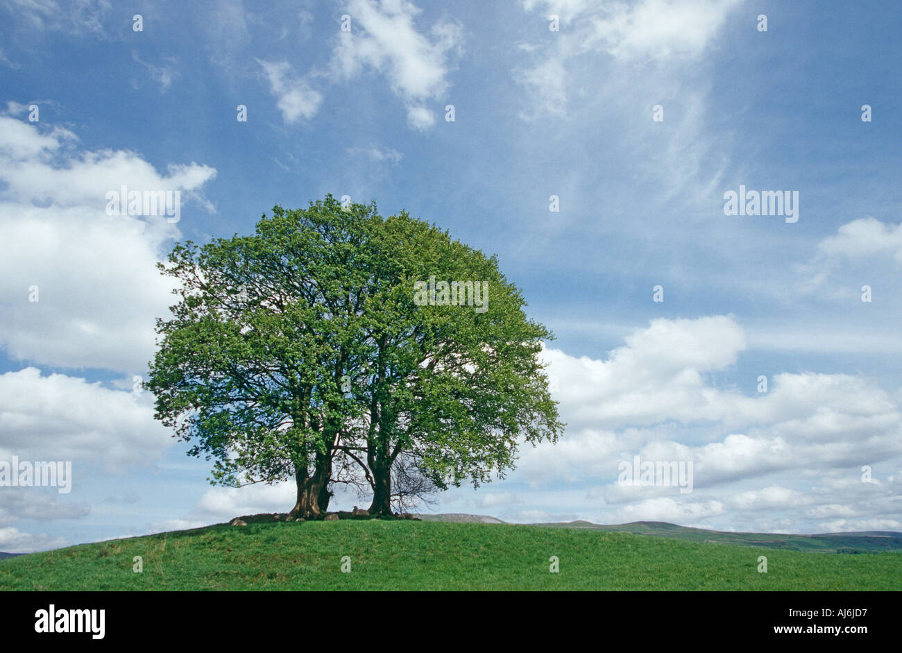 Clump trees hi-res stock photography and images - Alamy