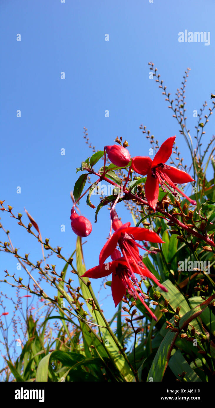 Hardy Fuchsia Riccartonii Lady's Eardrops, County Kerry, Ireland Stock ...
