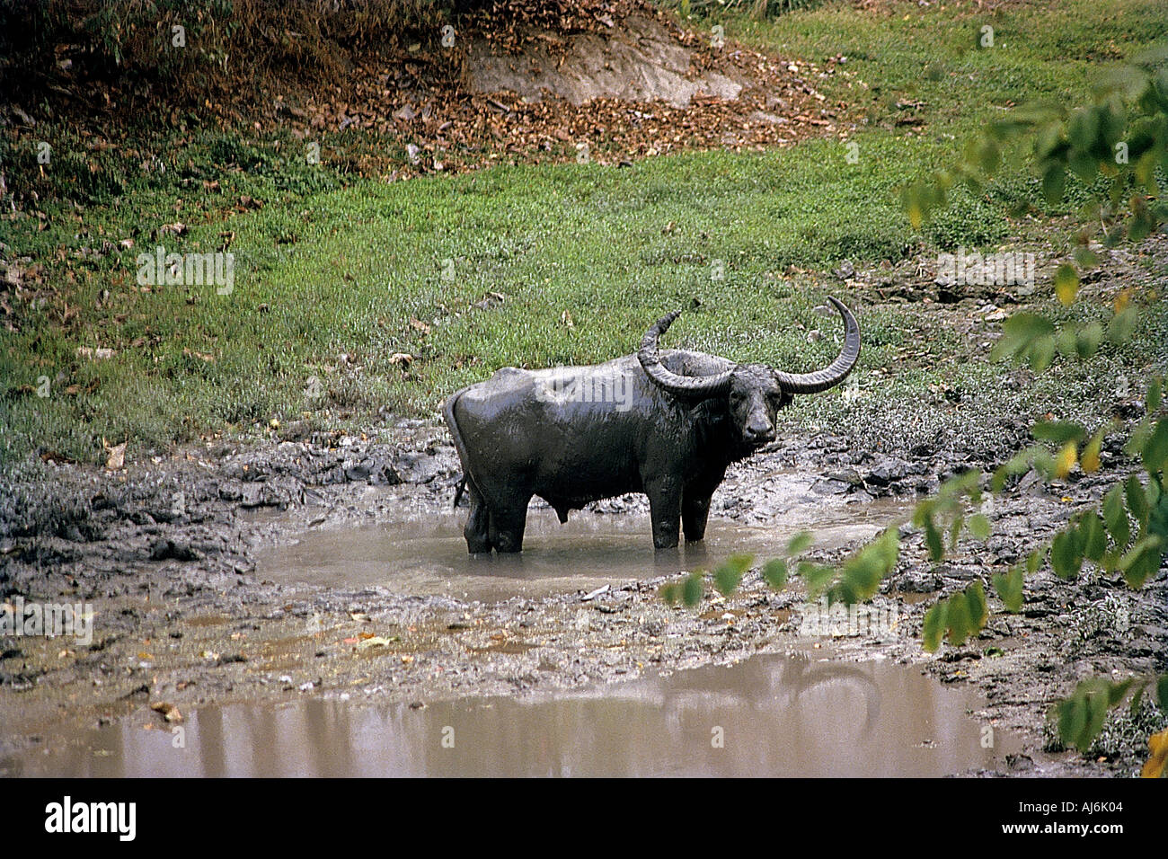 SNA71909 Wild Buffalo Kaziranga wildlife sanctuary Assam India Stock ...