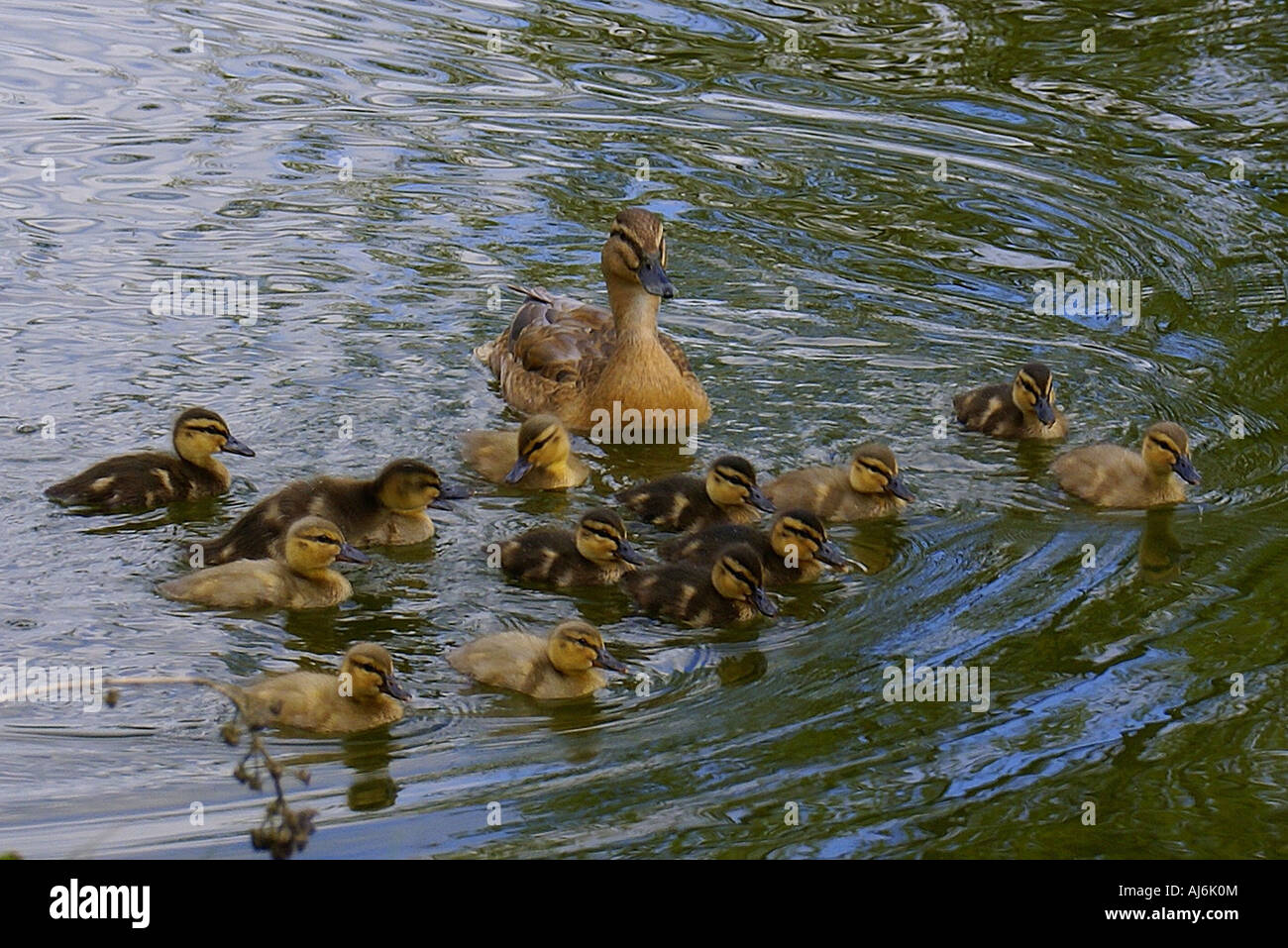 Family of Ducklings on Great Western Canal Devon Stock Photo - Alamy