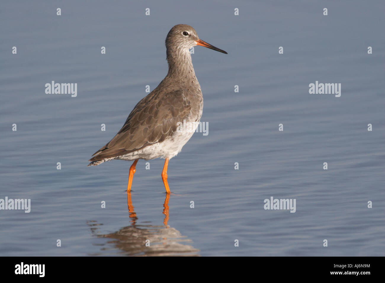 Red shank bird hi-res stock photography and images - Alamy
