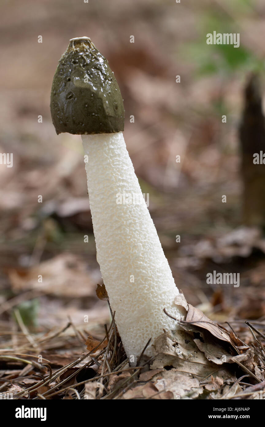 Stinkhorn - Phallus impudicus Stock Photo - Alamy