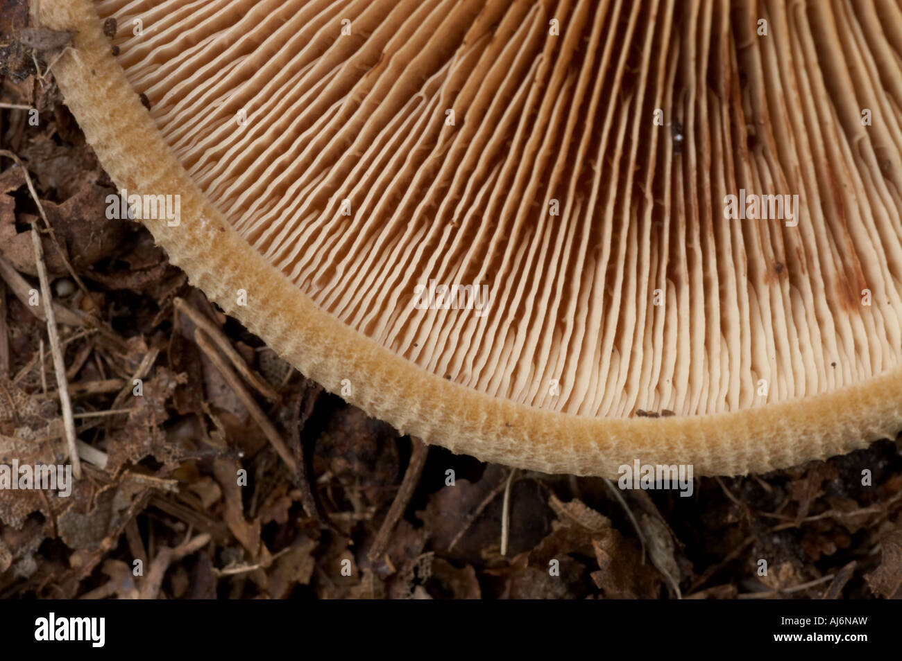Brown Roll Rim - Paxillus involutus Stock Photo - Alamy