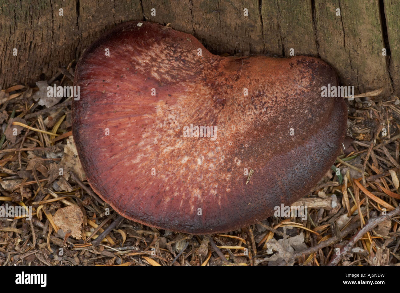 Beefsteak Fungus - Fistulina hepatica Stock Photo - Alamy