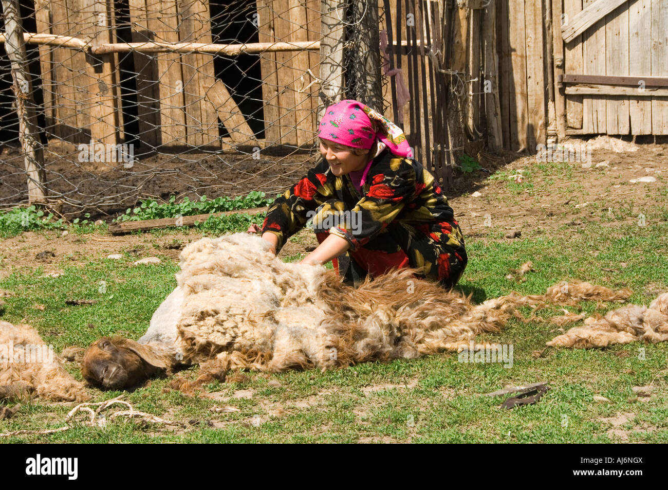 Woman shearing a sheep Kazakhstan Stock Photo - Alamy