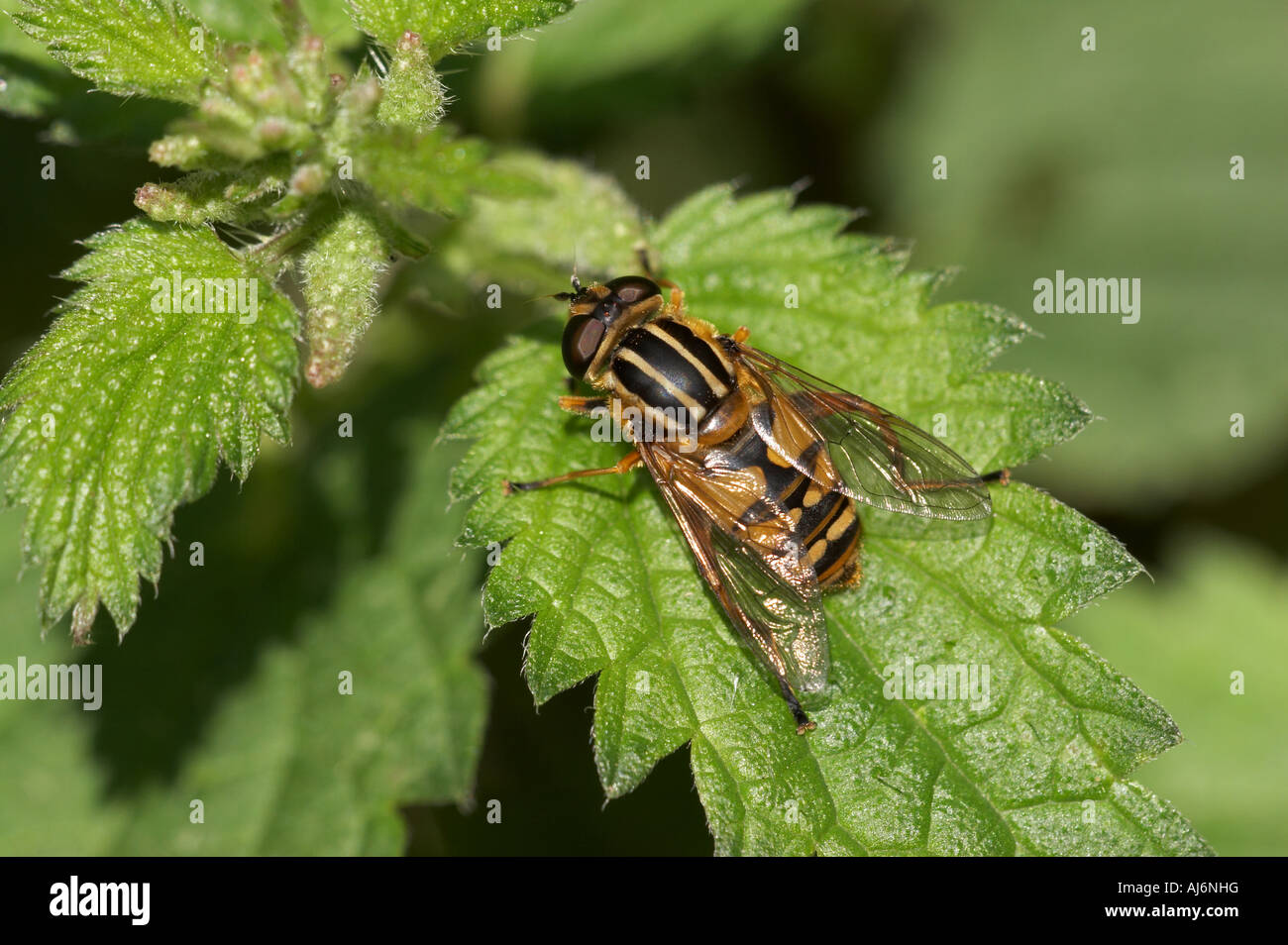 Hoverfly - Helophilus pendulus Stock Photo - Alamy
