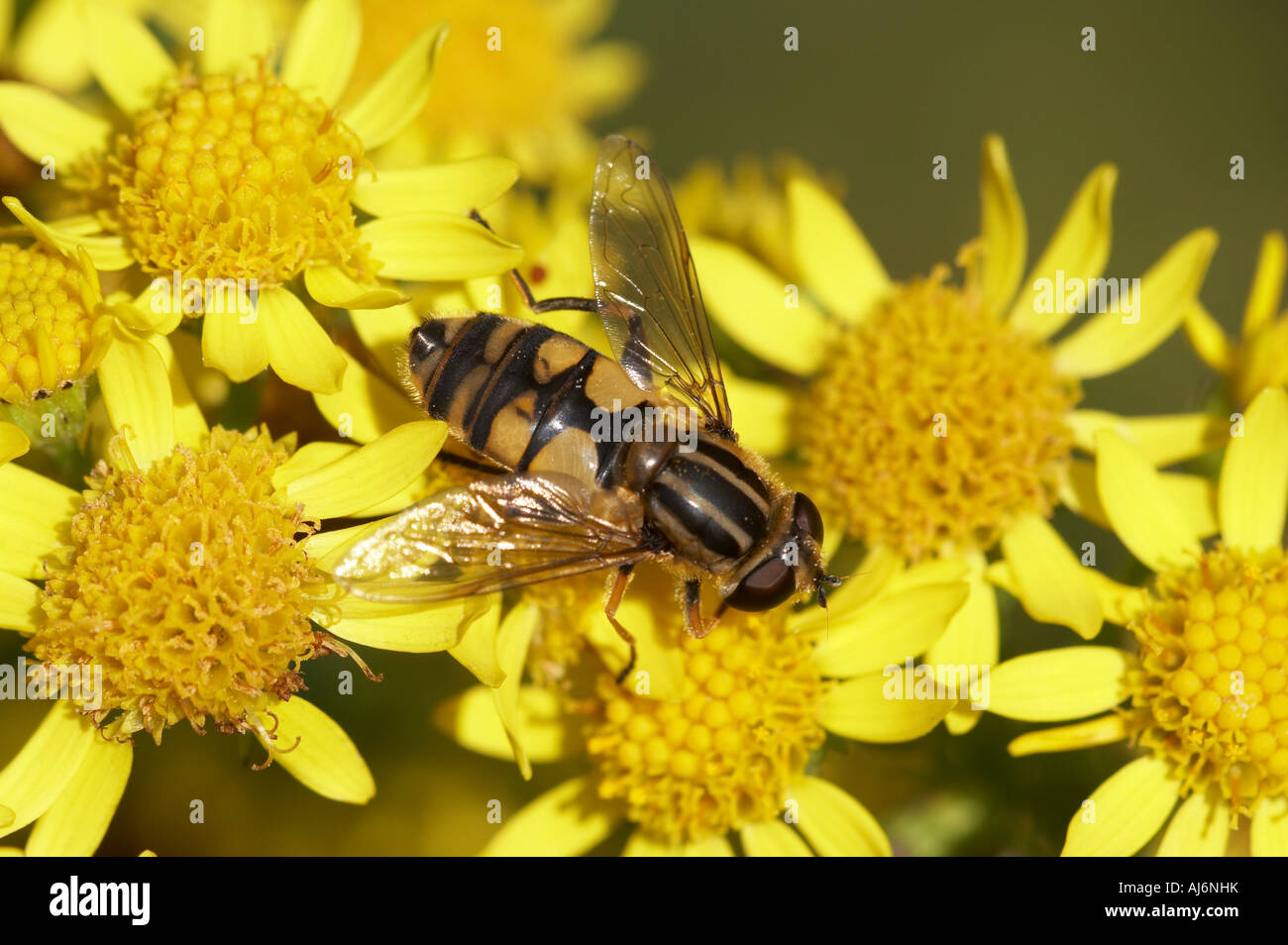 Hoverfly - Helophilus pendulus Stock Photo - Alamy