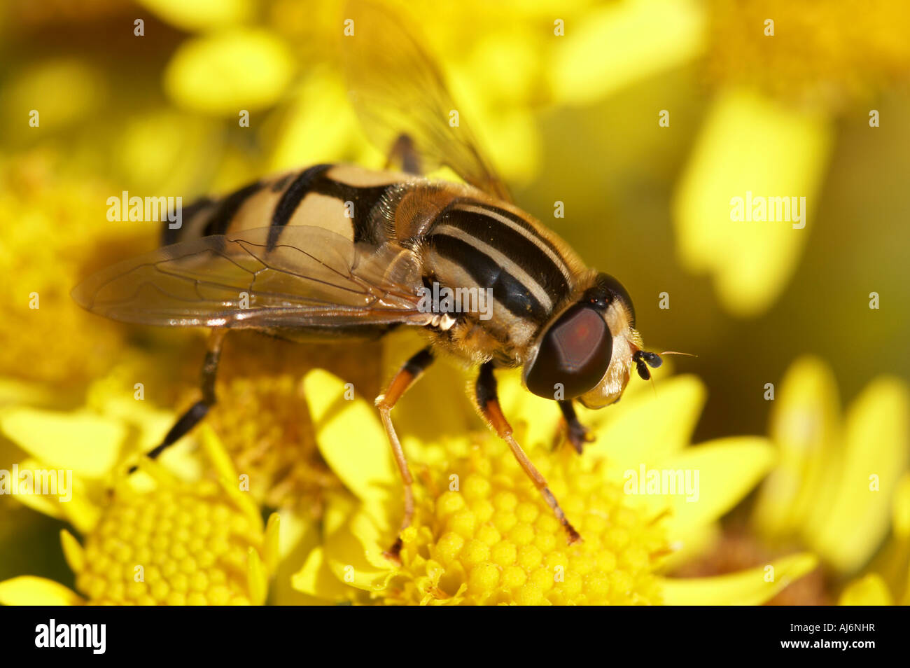 Hoverfly - Helophilus trivittatus Stock Photo - Alamy