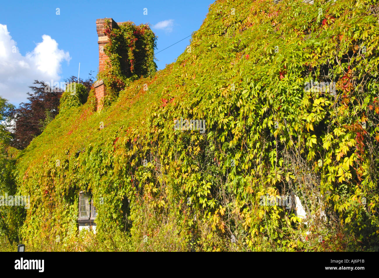 Timber framed cottage covered in virginia creeper at Eardisland ...