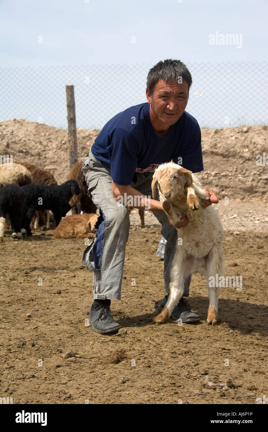 Man sheep shearing hi-res stock photography and images - Alamy