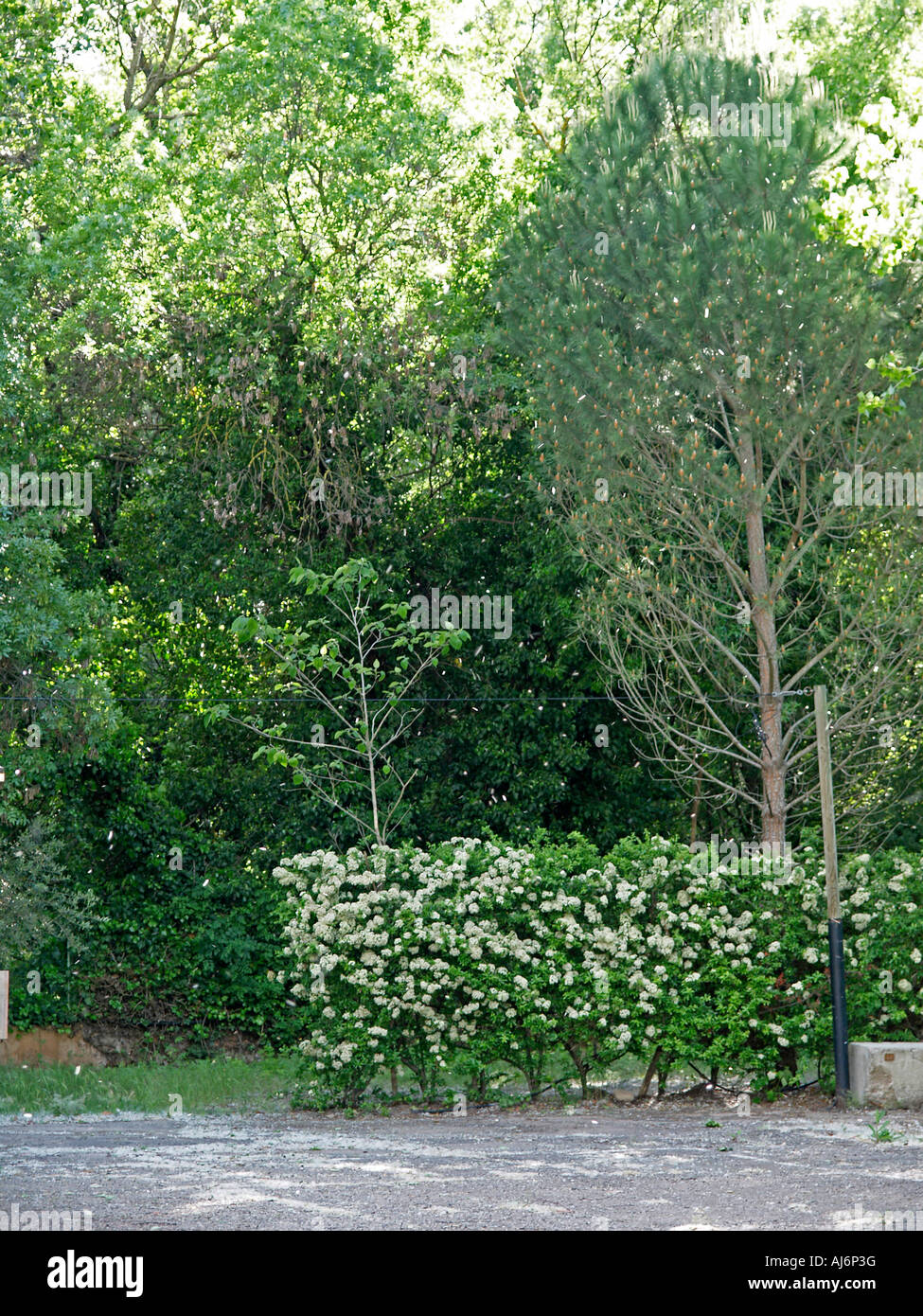 Dust from pollen trees hi-res stock photography and images - Alamy