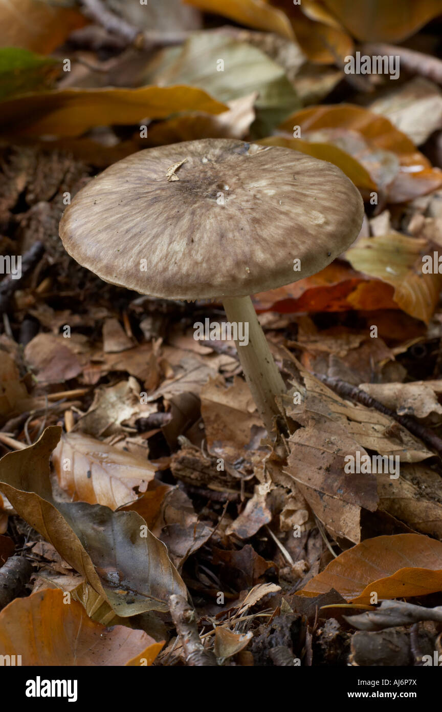 Deer Shield - Pluteus cervinus Stock Photo - Alamy