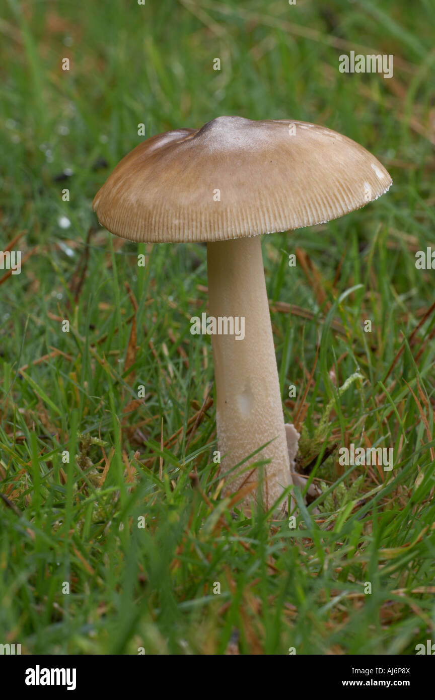 Grisette - Amanita vaginata Stock Photo - Alamy